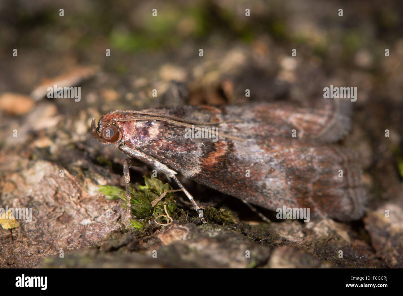 Acrobasis advenella, a micro moth in the family Pyralidae Stock Photo ...