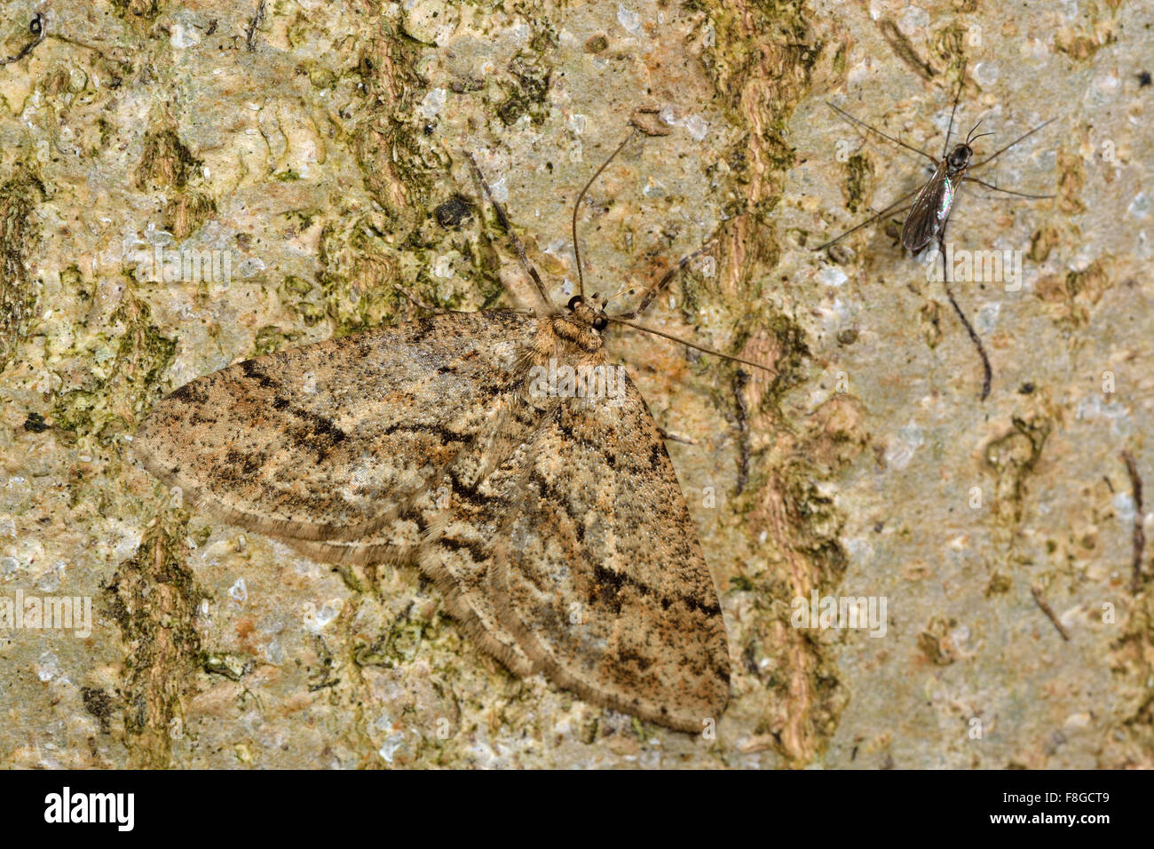 The engrailed (Ectropis crepuscularia) camouflaged at rest on bark ...