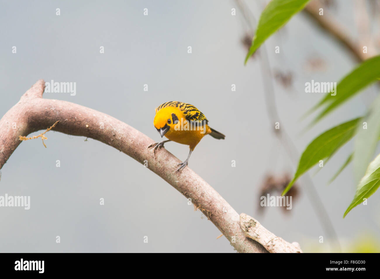Golden tanager (Tangara arthus) perched on a branch in the Tandayapa ...