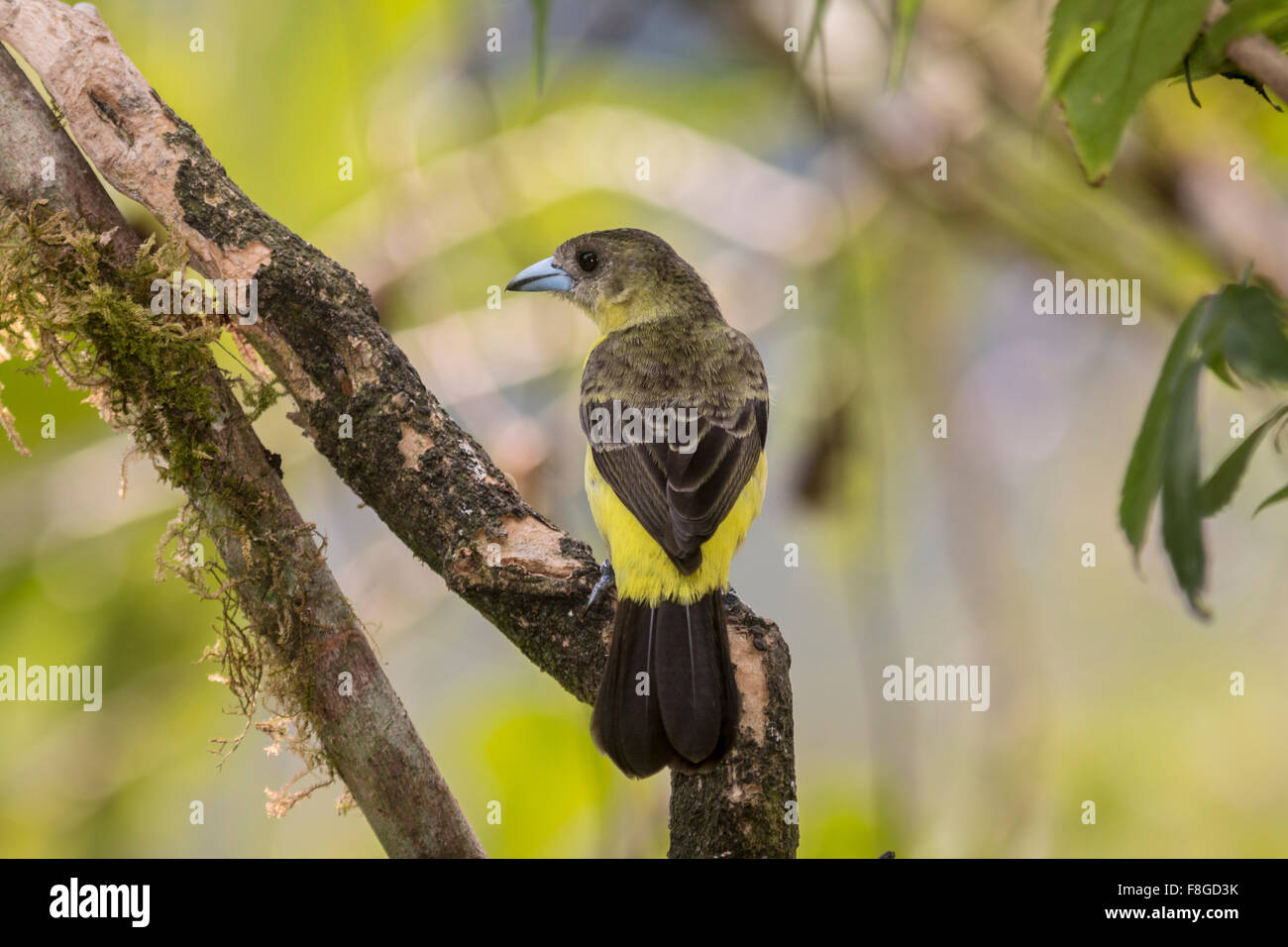 Lemon forests hi-res stock photography and images - Alamy