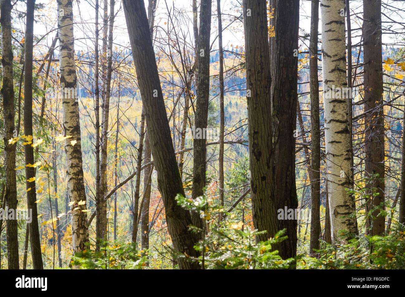 Trees in rural forest Stock Photo - Alamy