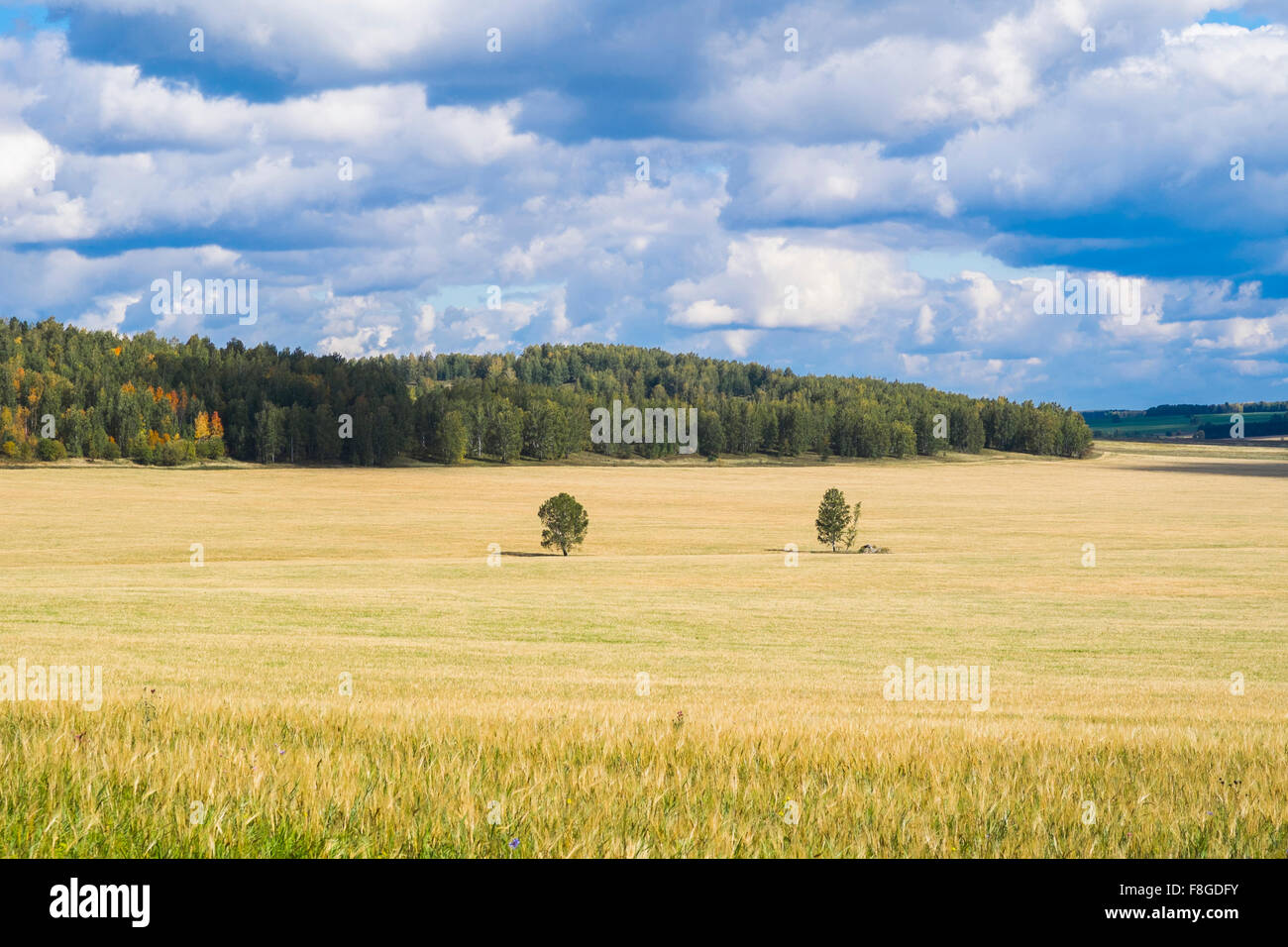Field in rural landscape Stock Photo - Alamy
