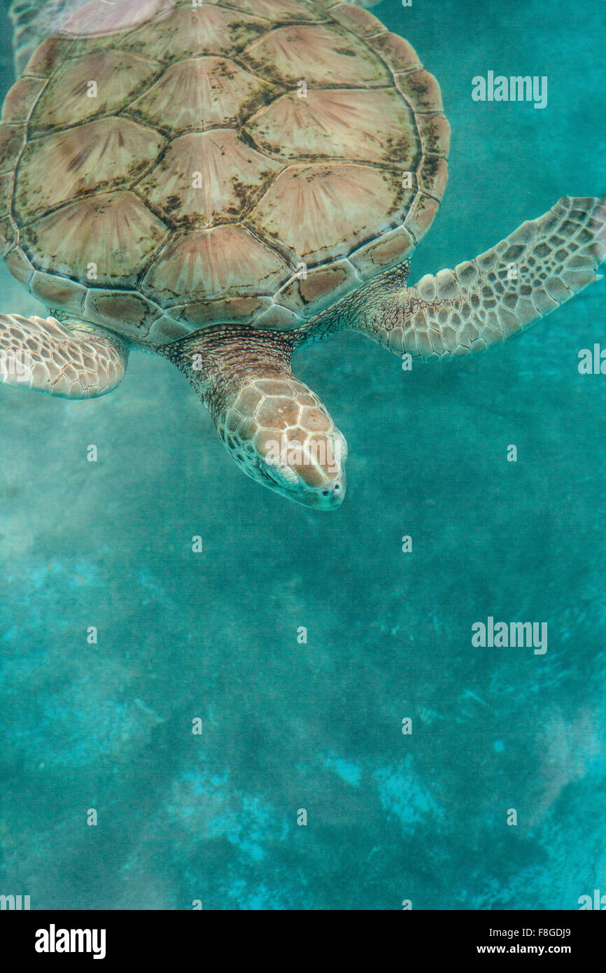 Sea turtle swimming Stock Photo - Alamy