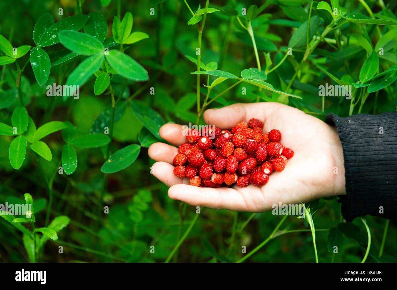 Woman berries one person hi-res stock photography and images - Alamy