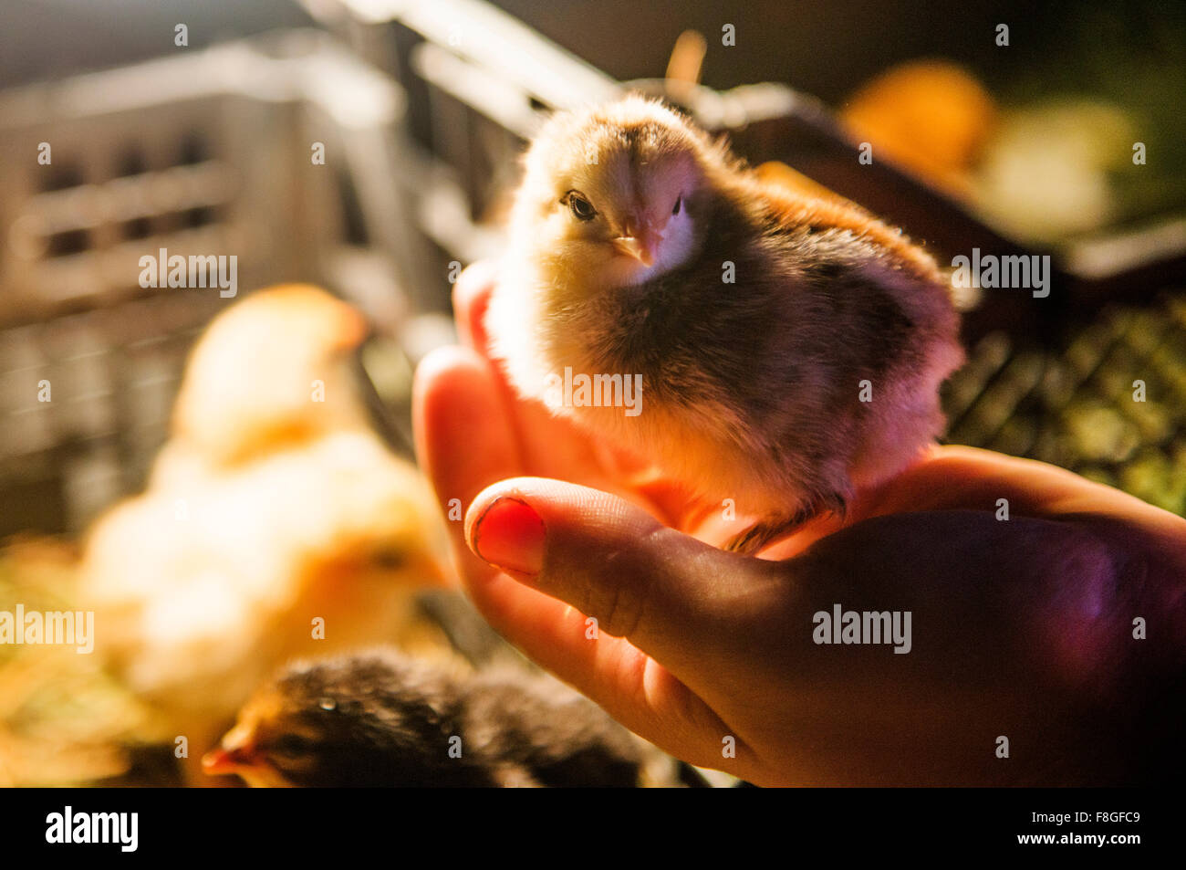 Hand holding baby chick hi-res stock photography and images - Alamy