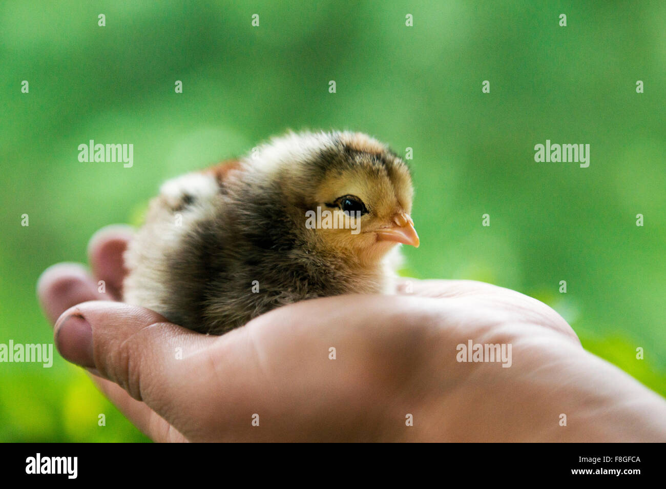 Hand holding baby chick hi-res stock photography and images - Alamy