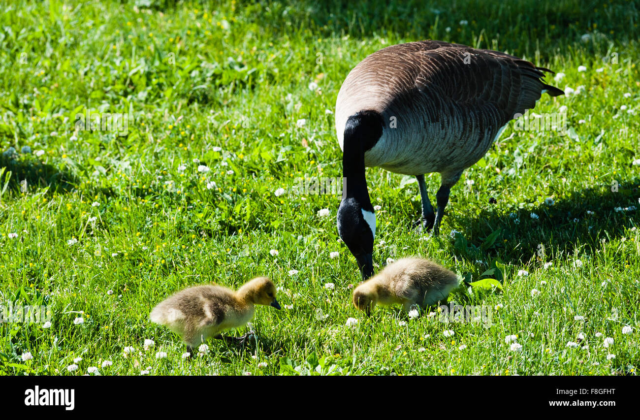 Juvenile canada geese hi-res stock photography and images - Alamy