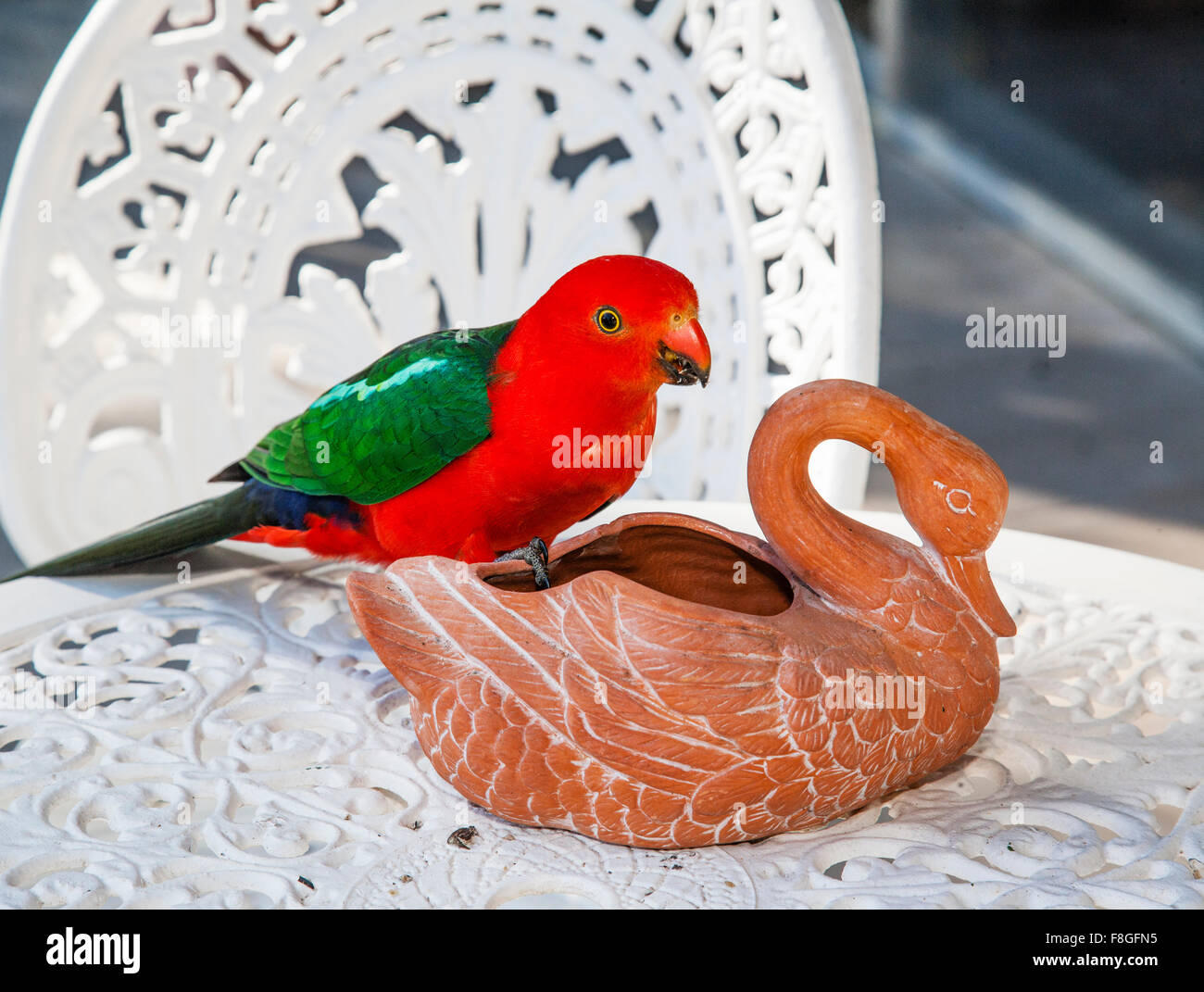 Australia, an Australian King Parrot meets a ceramic swan Stock Photo ...