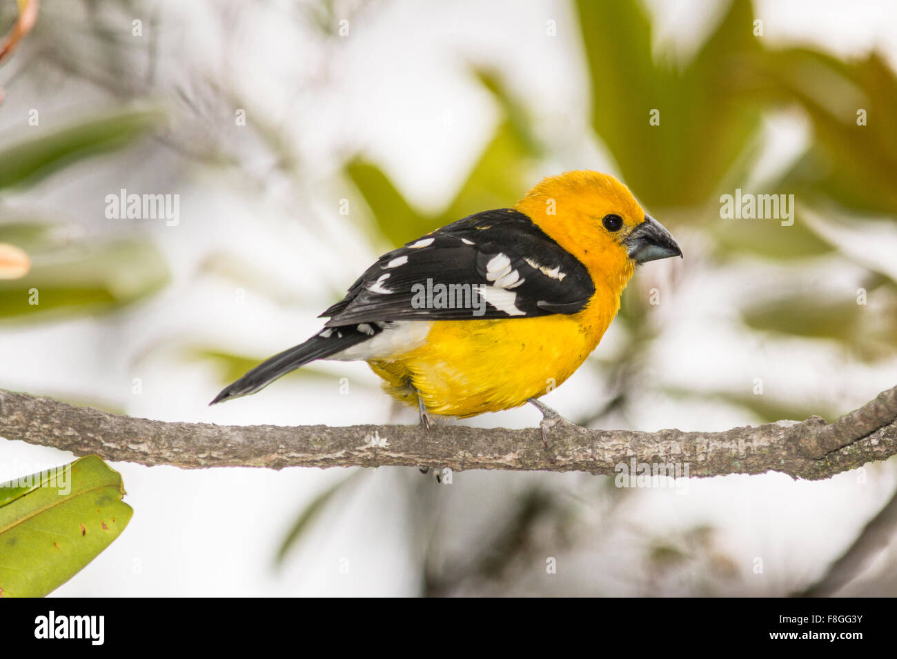 The southern yellow grosbeak, or golden-bellied grosbeak (Pheucticus ...