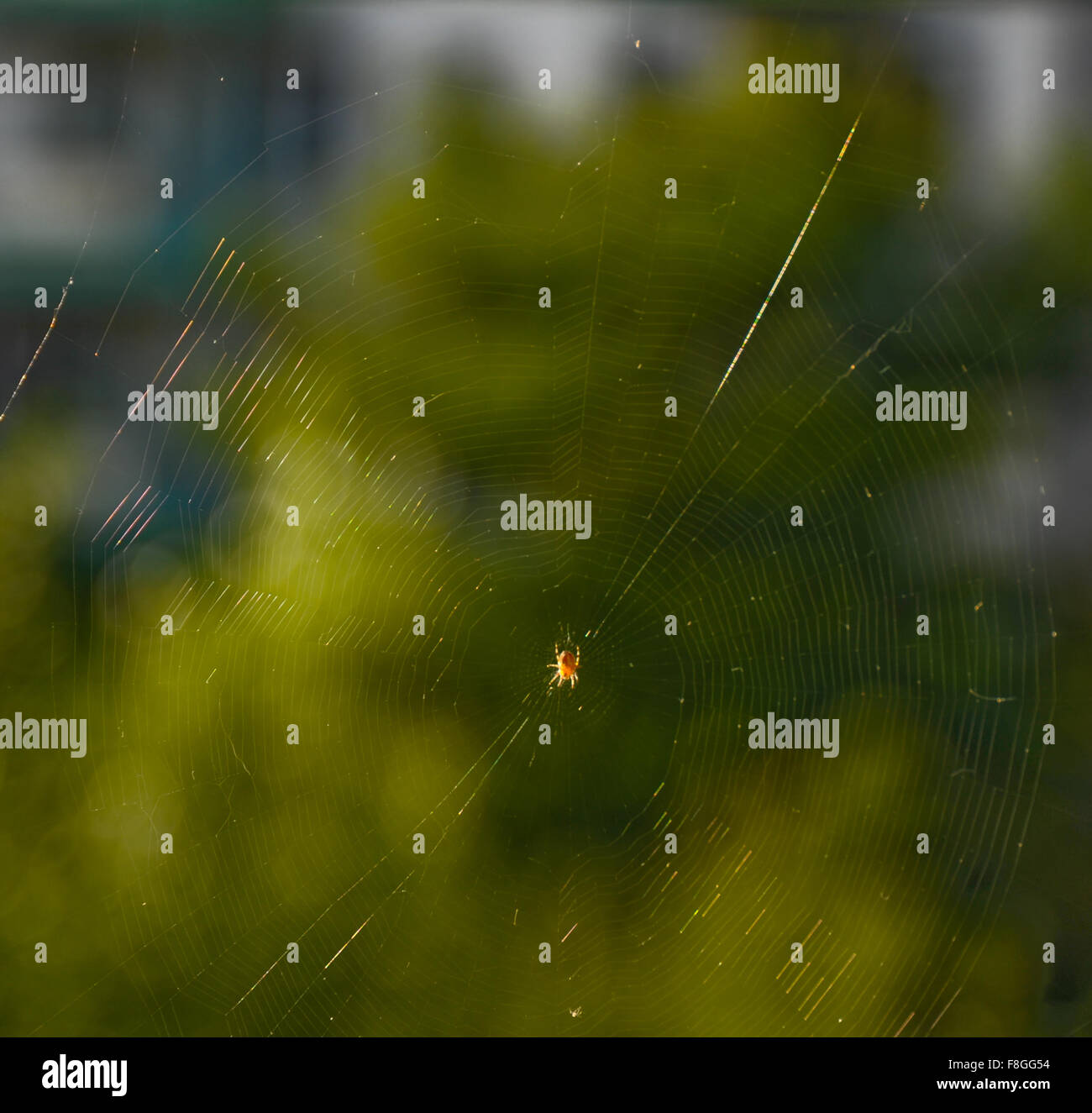 Spider and web Stock Photo - Alamy