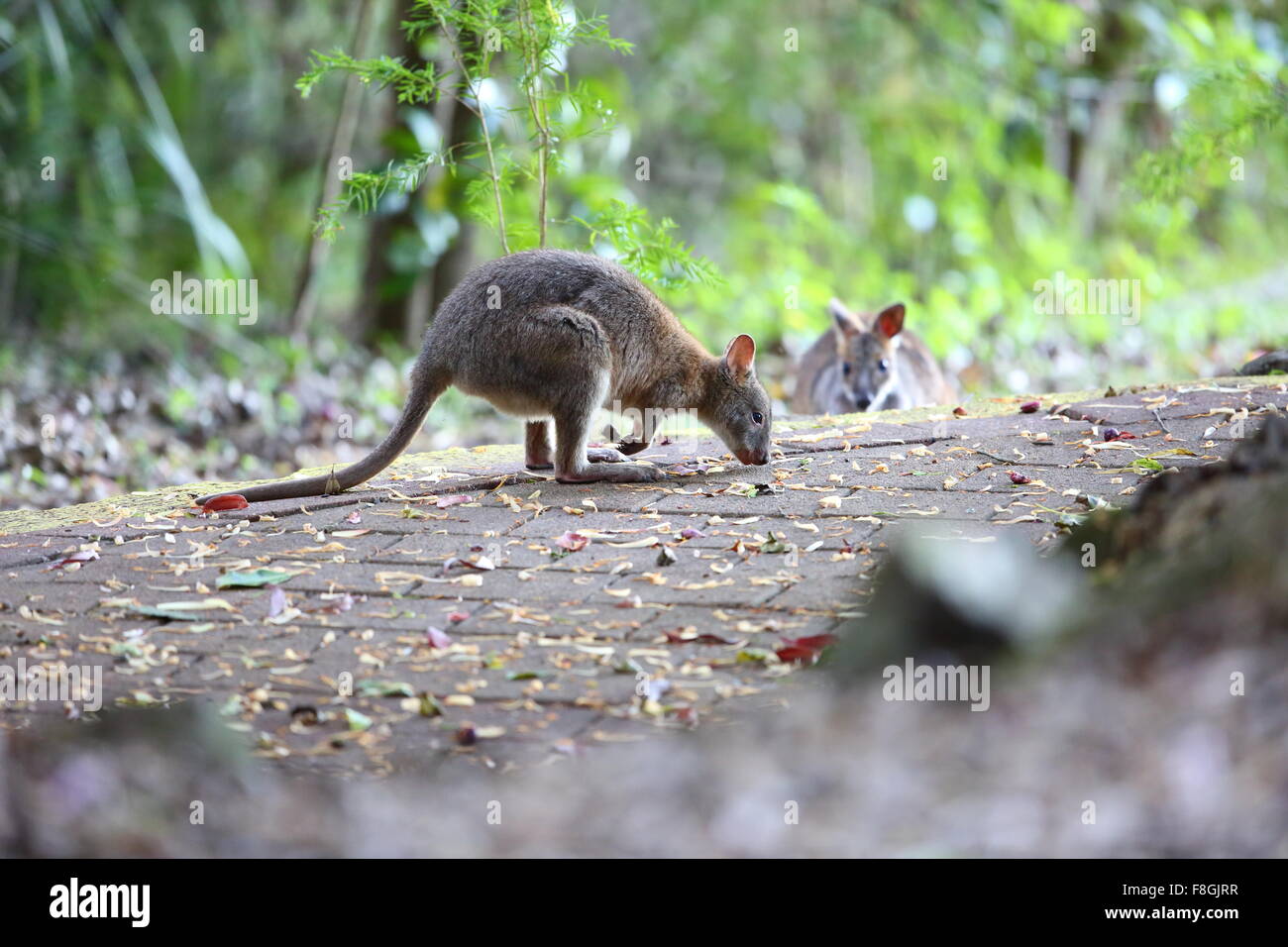 Red-necked Pademelons (Thylogale thetis) in Lamington National Park ...