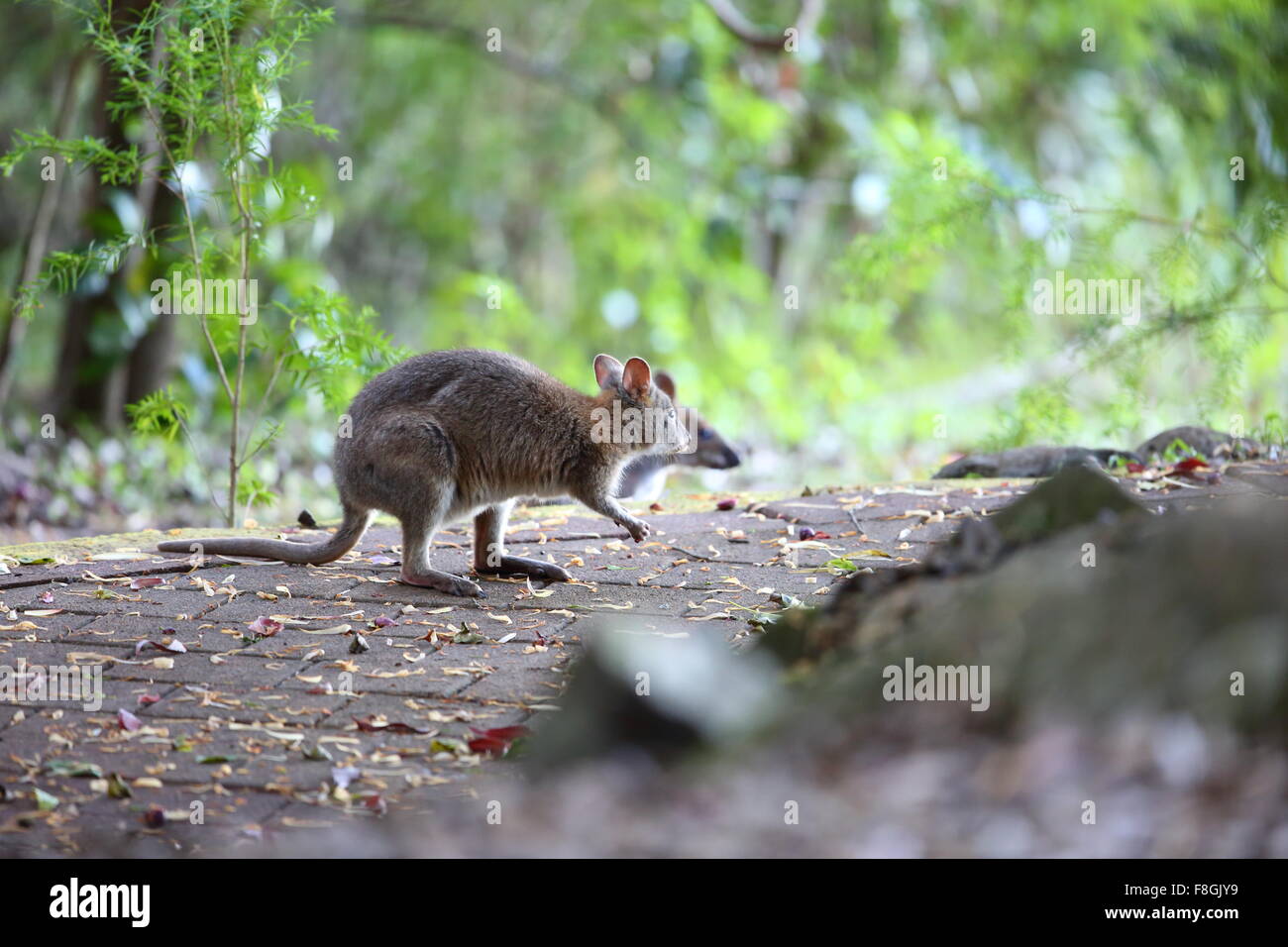 Red-necked Pademelons (Thylogale thetis) in Lamington National Park ...