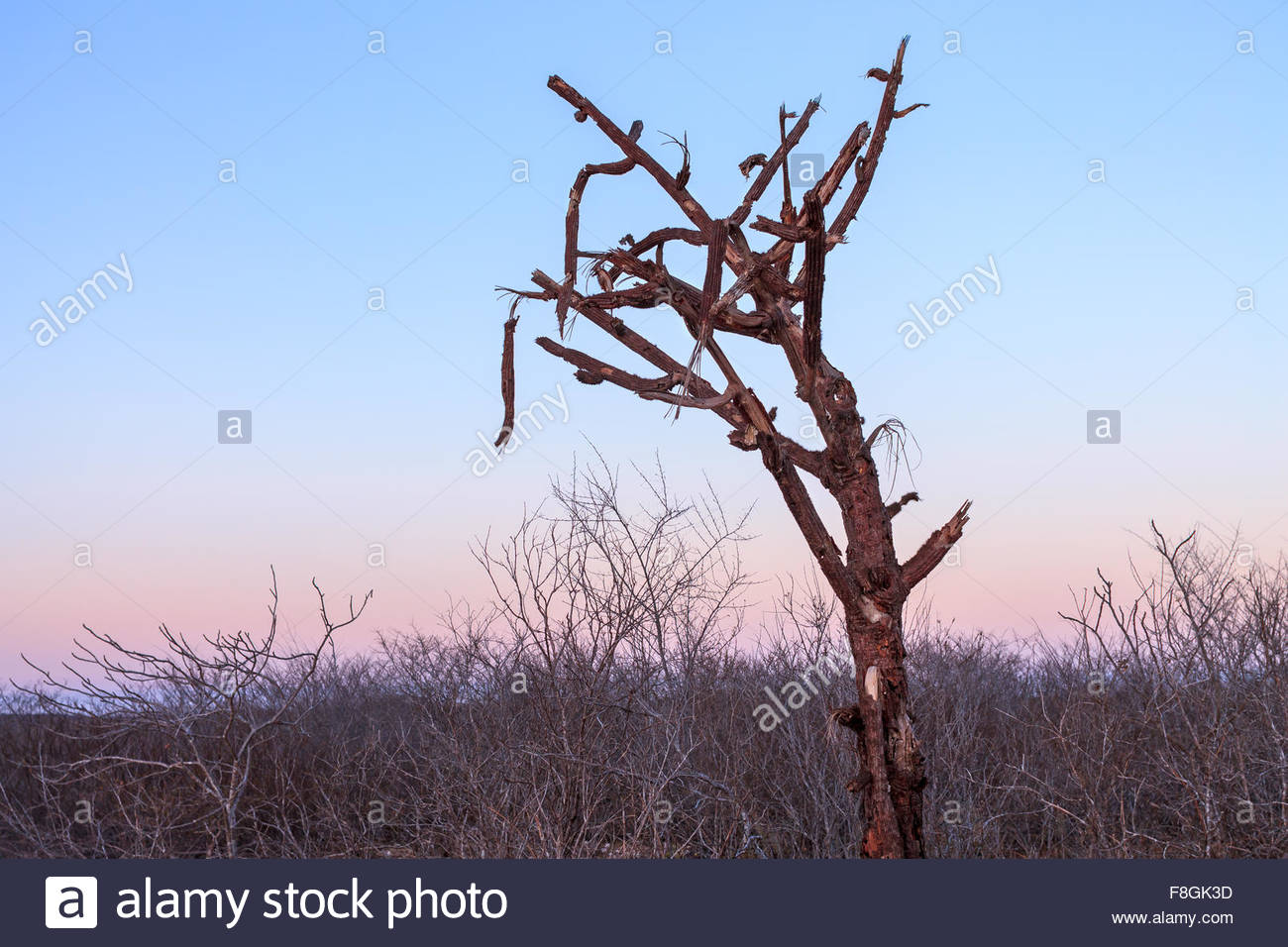 Caatinga Brazil Stock Photos & Caatinga Brazil Stock Images - Alamy