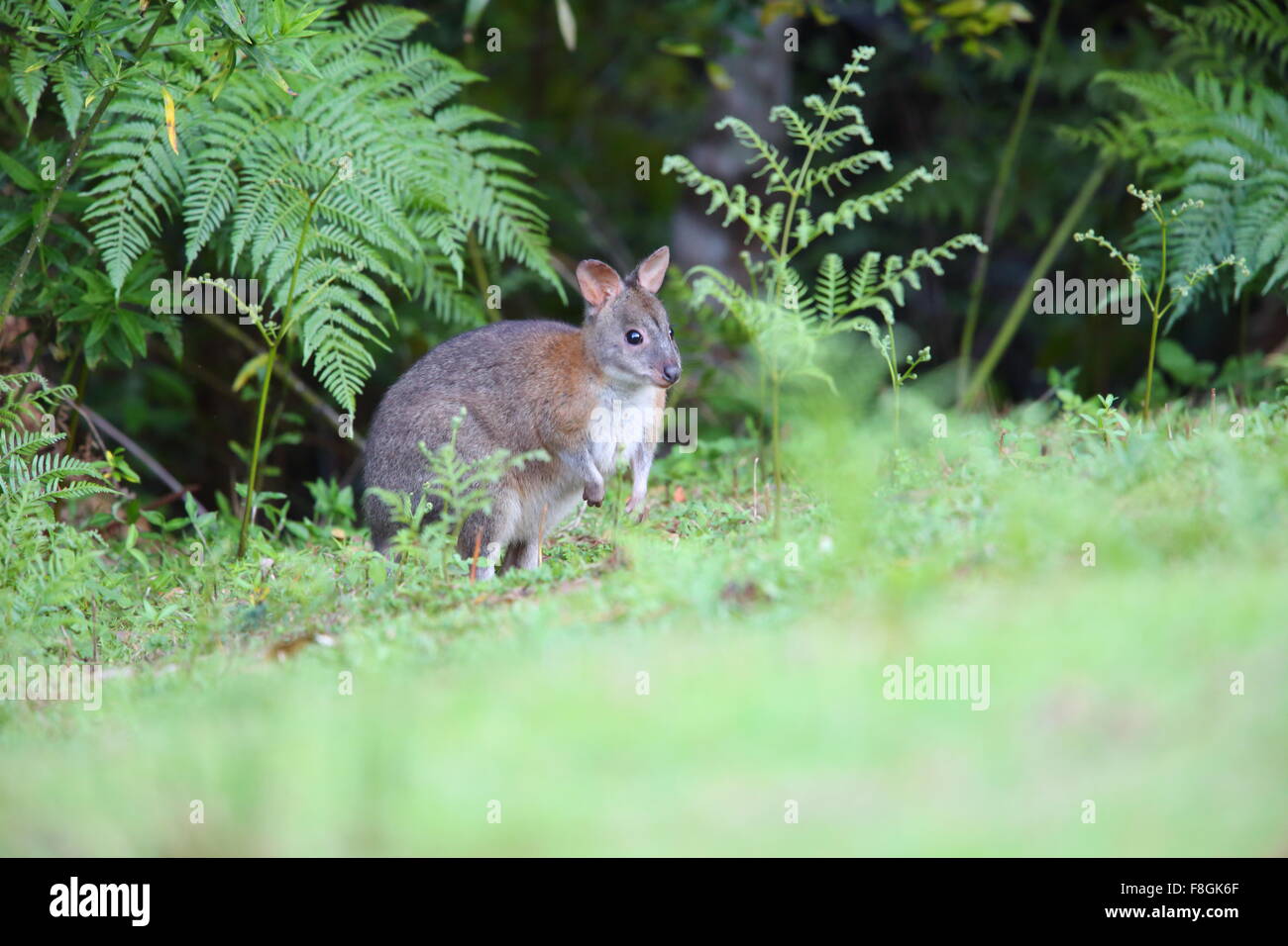 Red-necked Pademelons (Thylogale thetis) in Lamington National Park ...