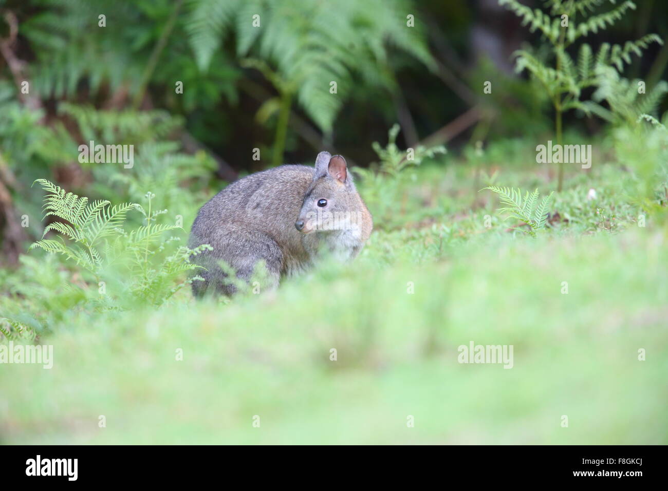 Red-necked Pademelons (Thylogale thetis) in Lamington National Park ...