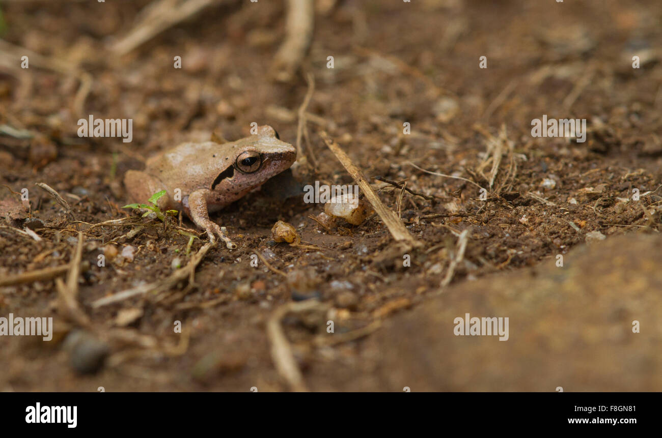 Small frog with golden eye Stock Photo - Alamy