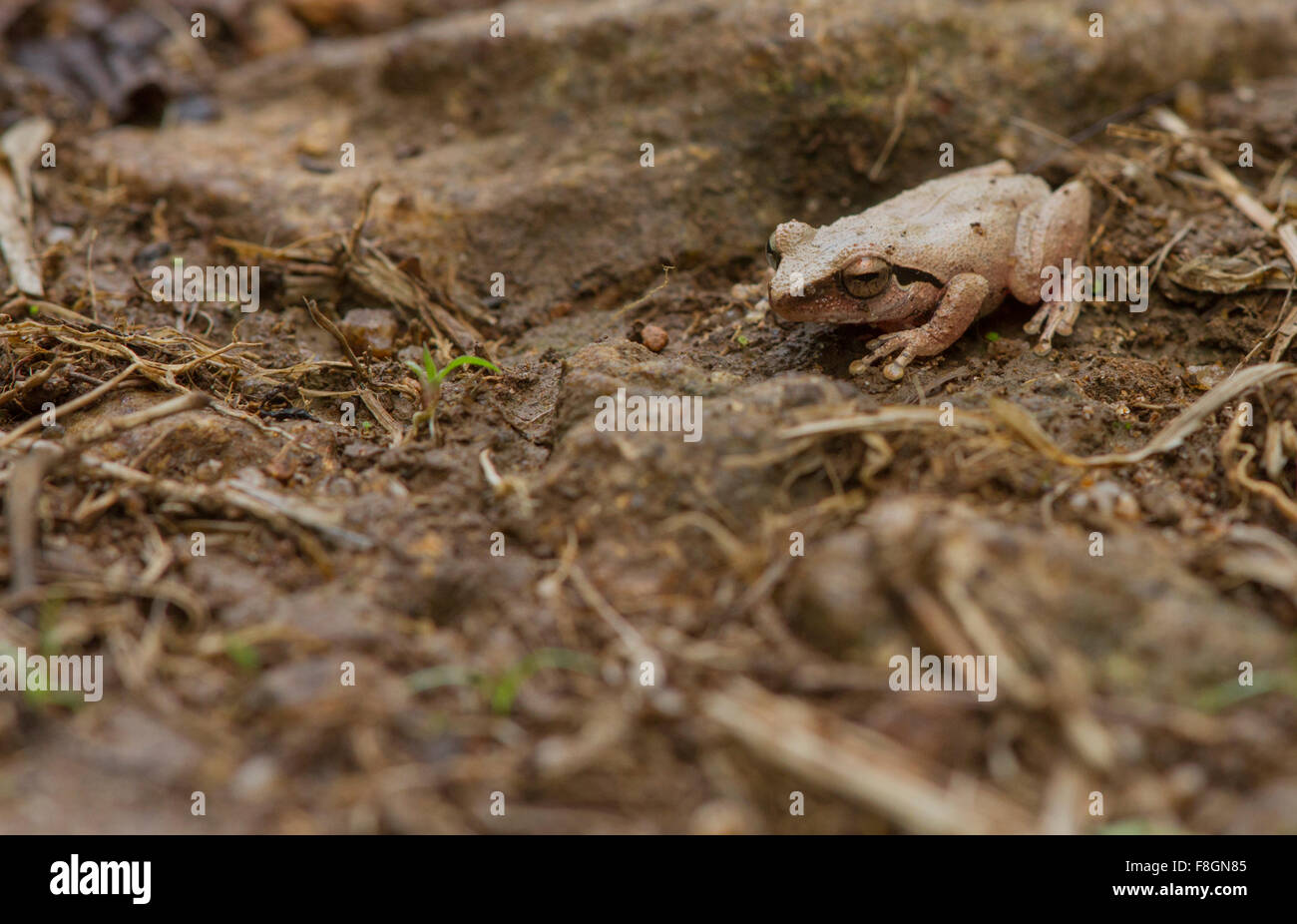 Small frog with golden eye Stock Photo - Alamy