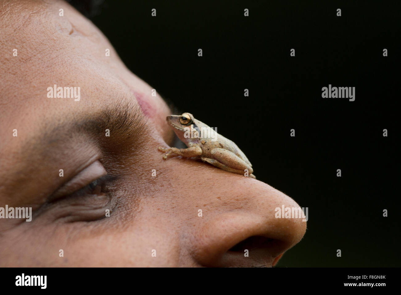 Small frog with golden eye sitting in the nose Stock Photo - Alamy