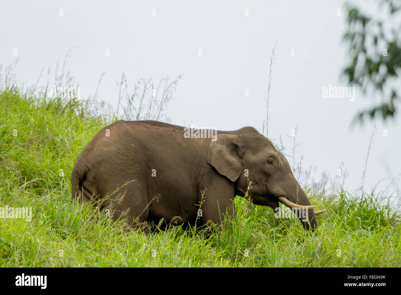 Huge tusker smelling with green grass background in forest of southeast ...