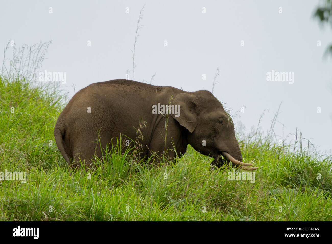 Huge tusker smelling with green grass background in forest of southeast ...