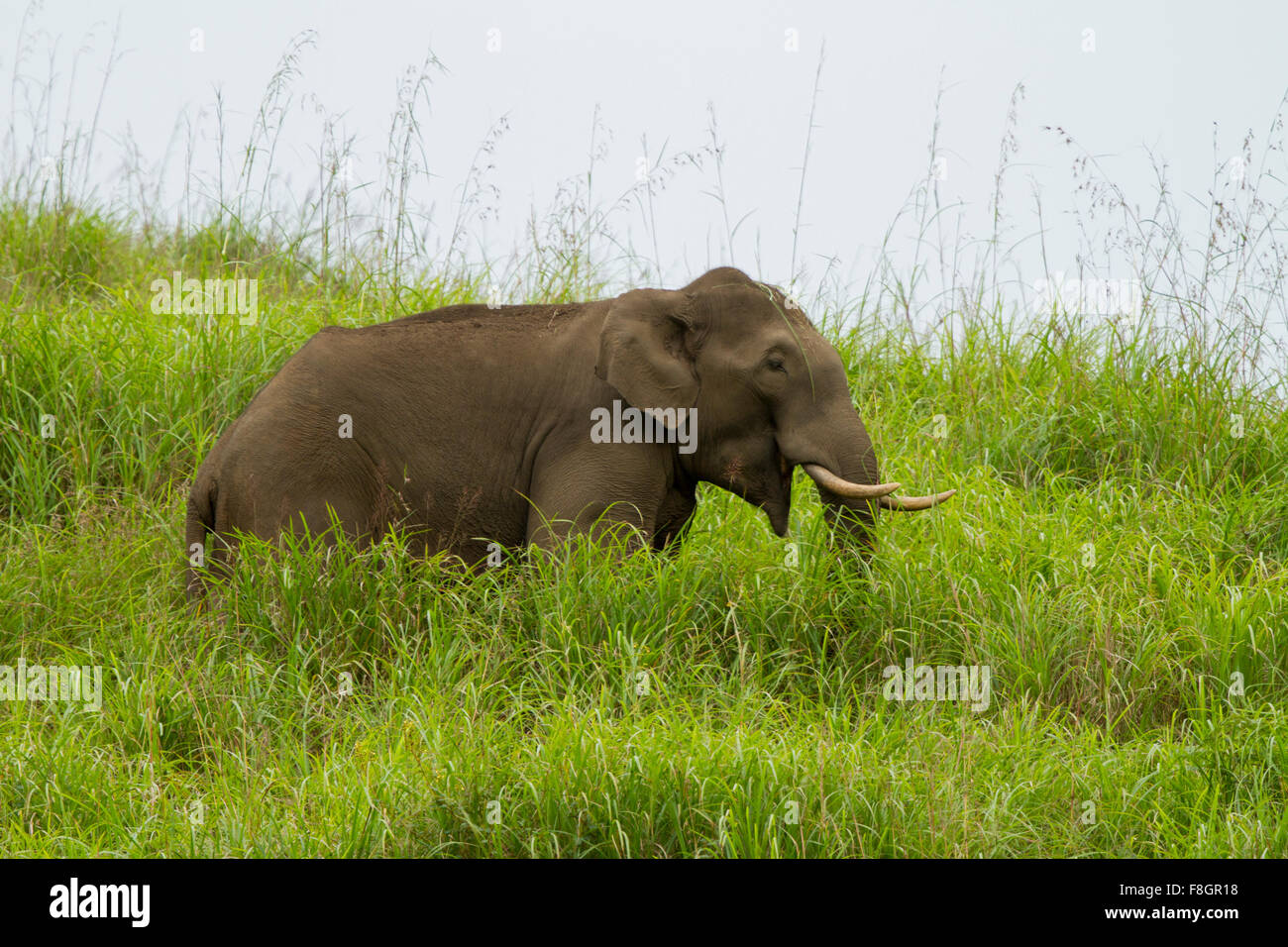 Huge tusker smelling with green grass background in forest of southeast ...