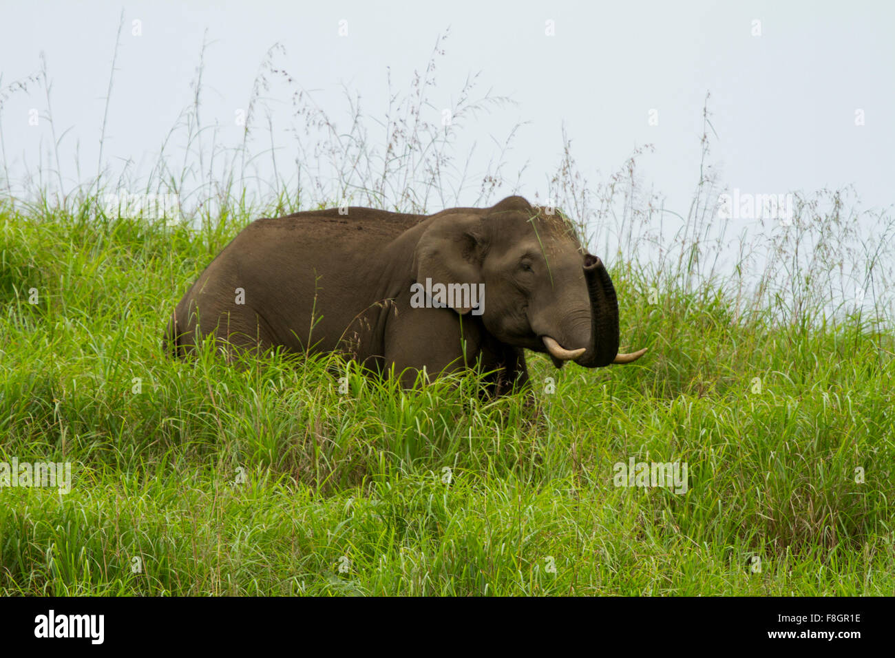 Huge tusker smelling with green grass background in forest of southeast ...