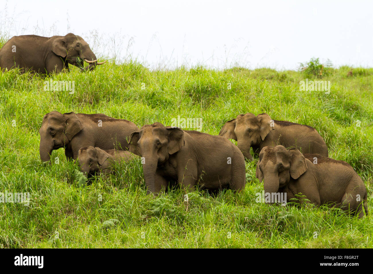 Including the indian and asian elephants hi-res stock photography and ...