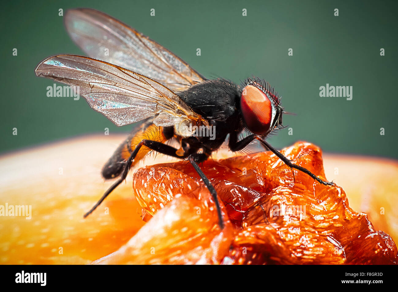 Tiny fruit fly hi-res stock photography and images - Alamy
