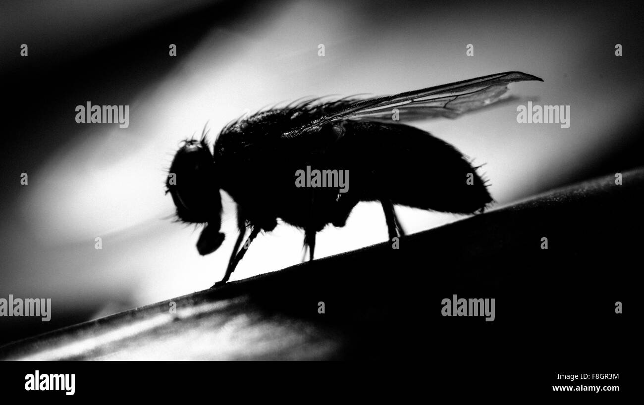 Fly Black and White Stock Photos & Images - Alamy
