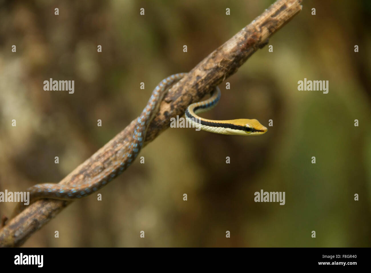 Elegant bronze back snake dendrelaphis formosus hi-res stock ...