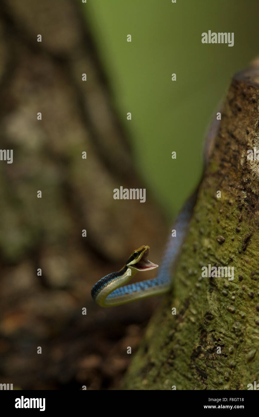Dendrelaphis tristis is a long, slender snake with a pointed head and a ...