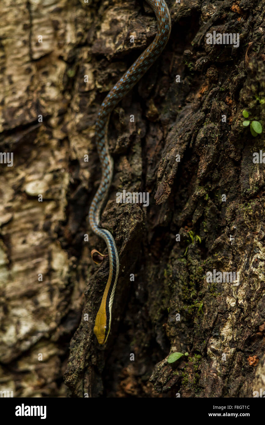 Dendrelaphis tristis is a long, slender snake with a pointed head and a ...