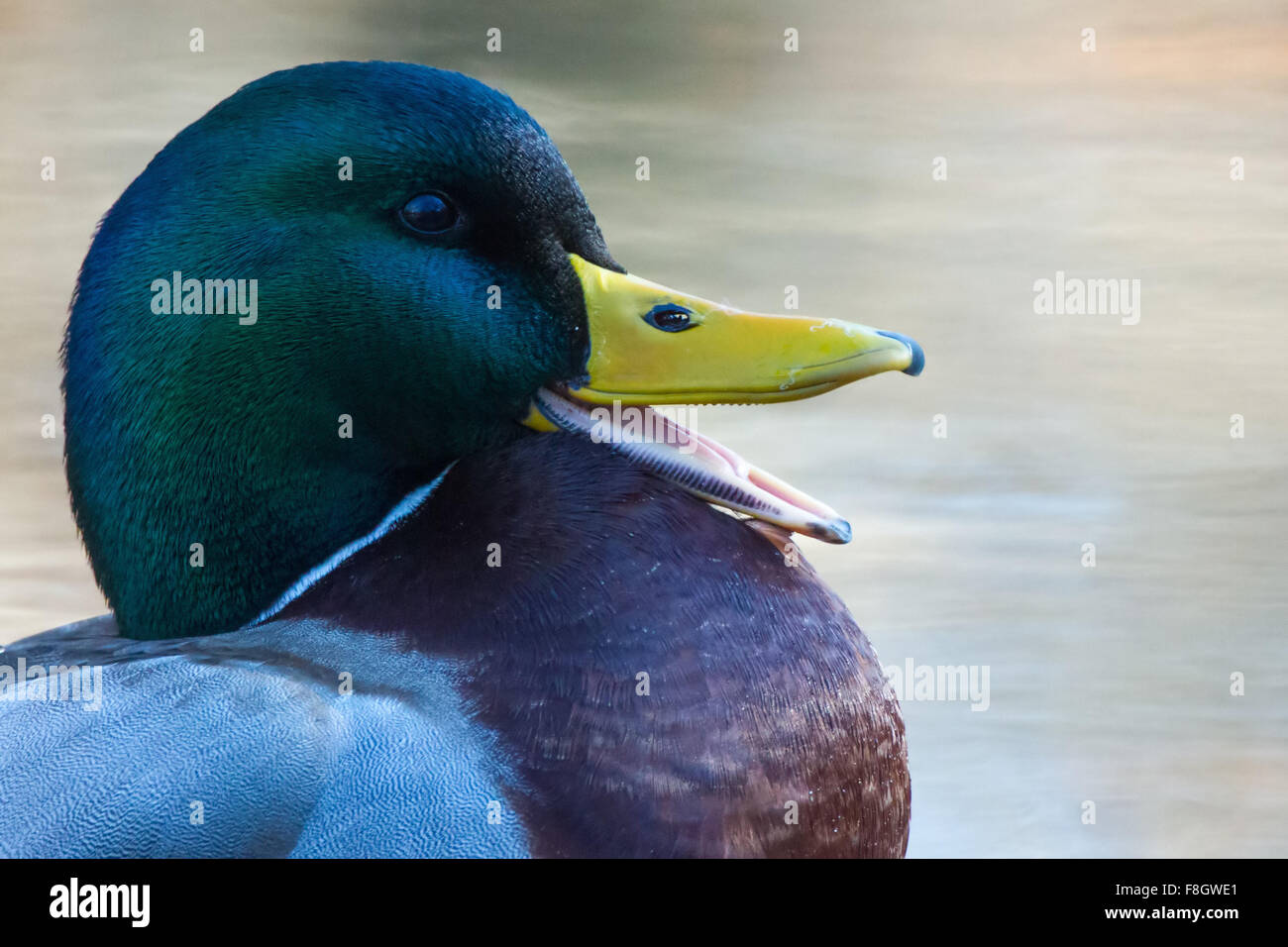 Quacking bird hi-res stock photography and images - Alamy
