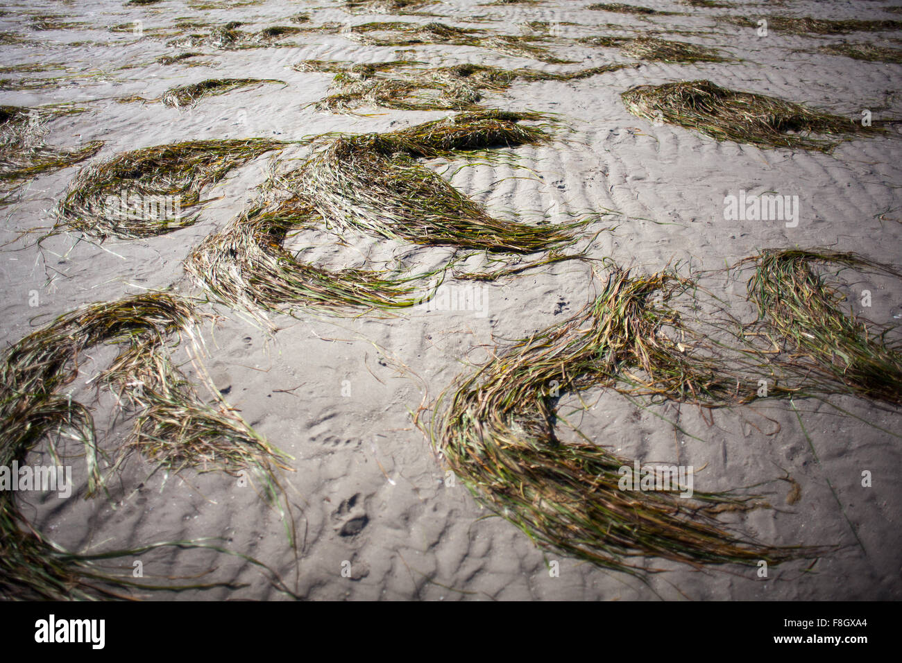 Posidonia oceanica called Neptune Grass or Mediterranean tapeweed on ...