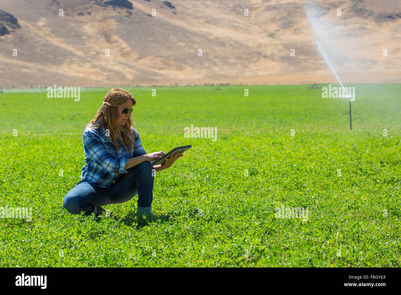 Farmer using technology hi-res stock photography and images - Alamy