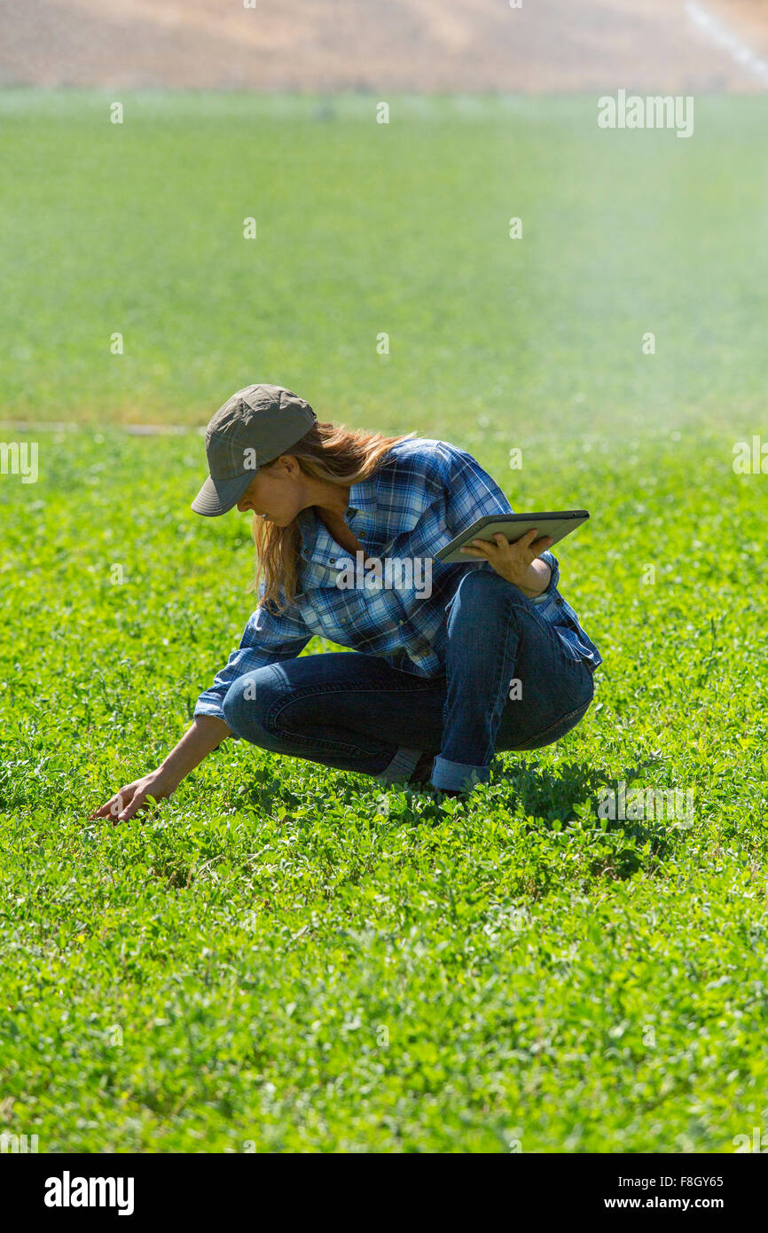 Farmer using technology hi-res stock photography and images - Alamy