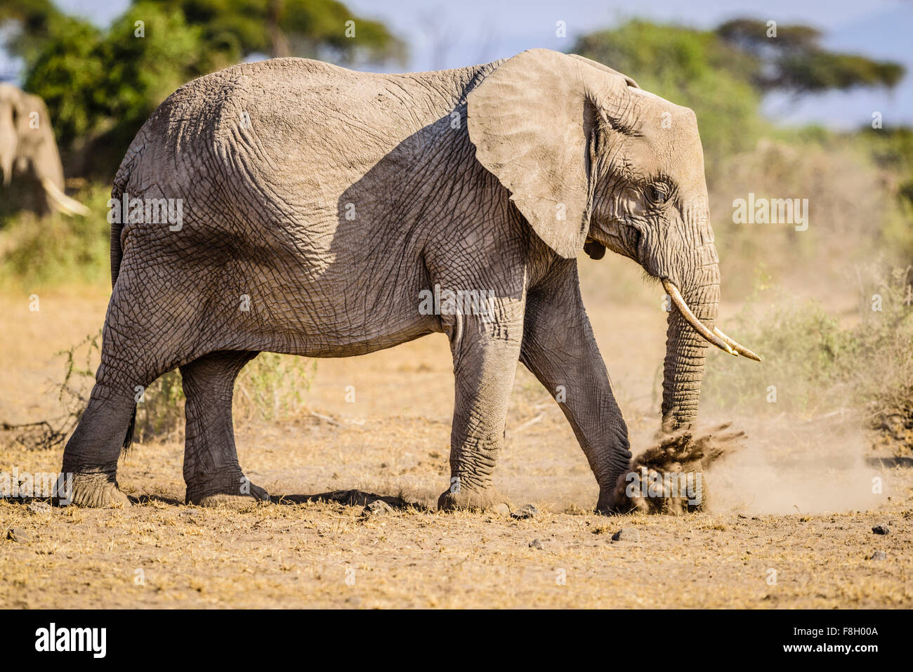 Elephant walking in sand Stock Photo - Alamy