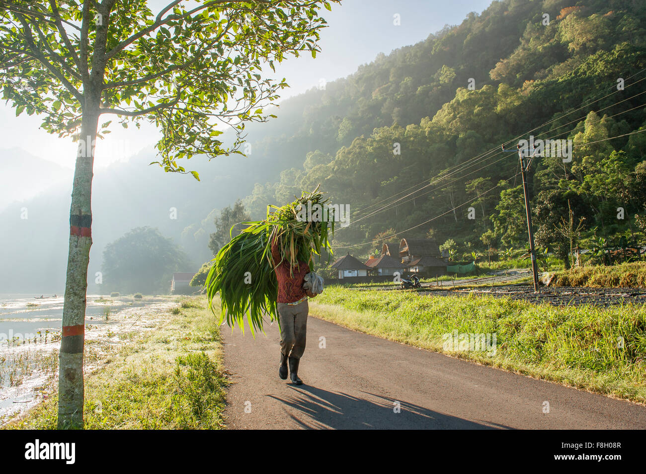 Indonesia bali man plants hi-res stock photography and images - Alamy