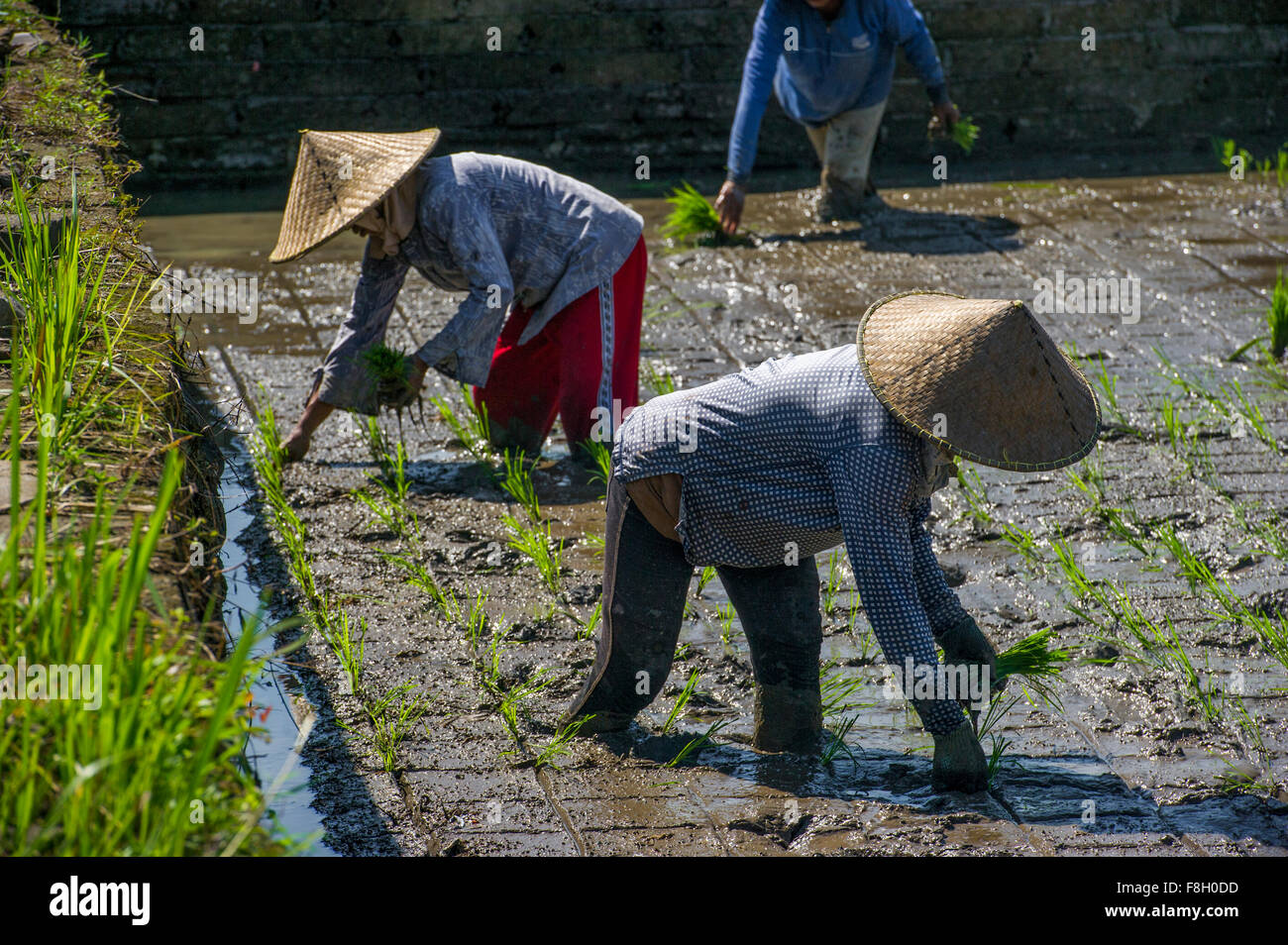 Asian rice paddy field worker hi-res stock photography and images - Alamy