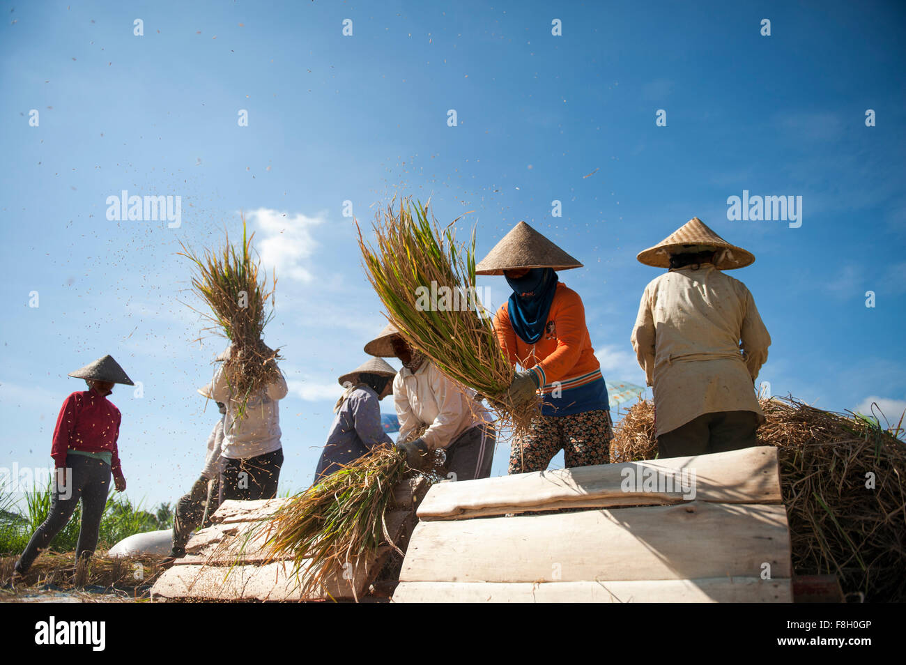 Farmers harvesting rice in rural field Stock Photo - Alamy