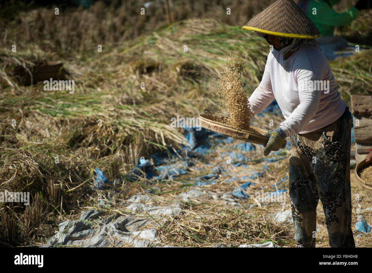 Farmer gathering rice in hi-res stock photography and images - Alamy