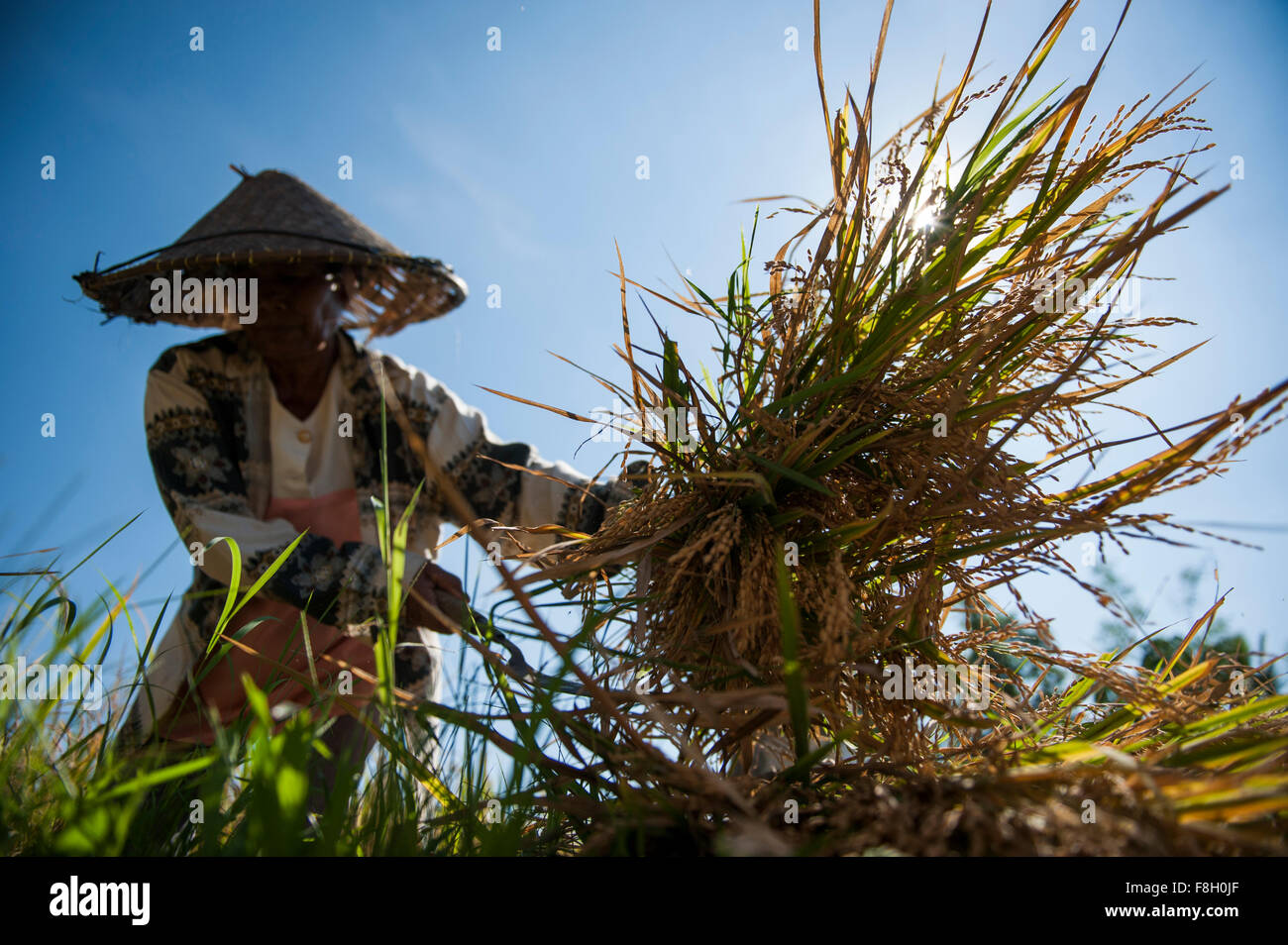Harvesting Rice High Resolution Stock Photography and Images - Alamy