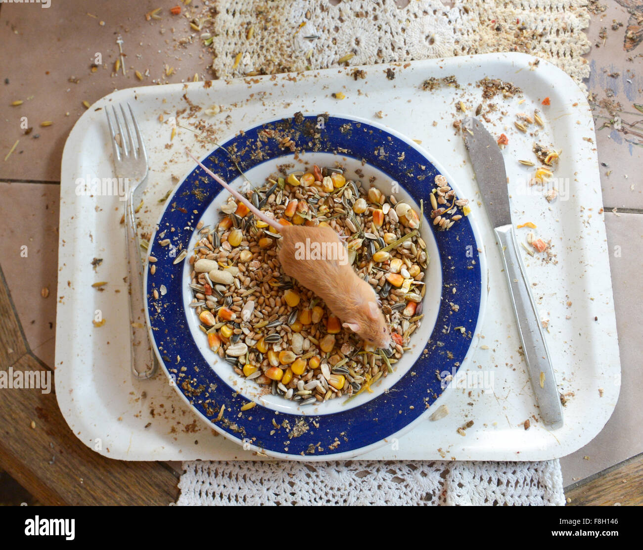 Eats mice hi-res stock photography and images - Alamy