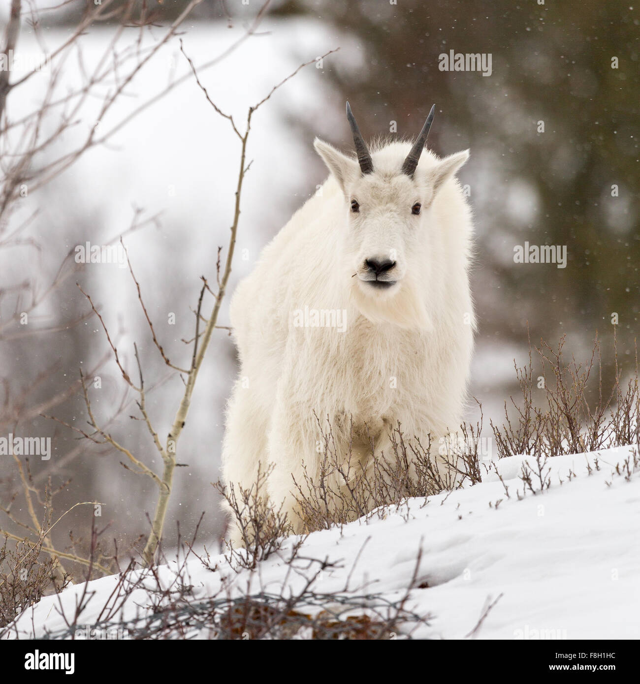 Billy the goat hi-res stock photography and images - Alamy