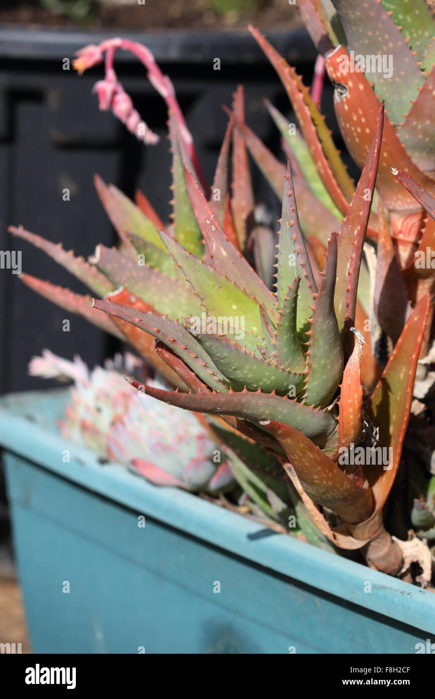 Home plant aloe vera hi-res stock photography and images - Alamy