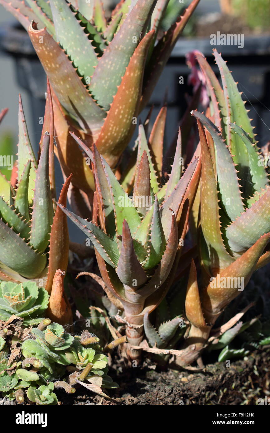 Small aloe plants hi-res stock photography and images - Alamy
