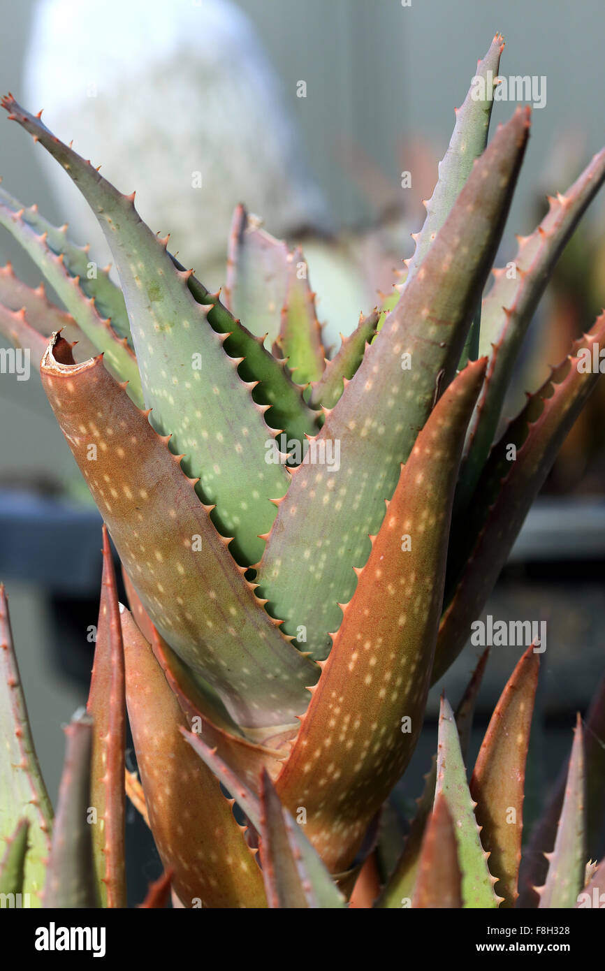 Aloe vera growing in desert outdoors hi-res stock photography and ...