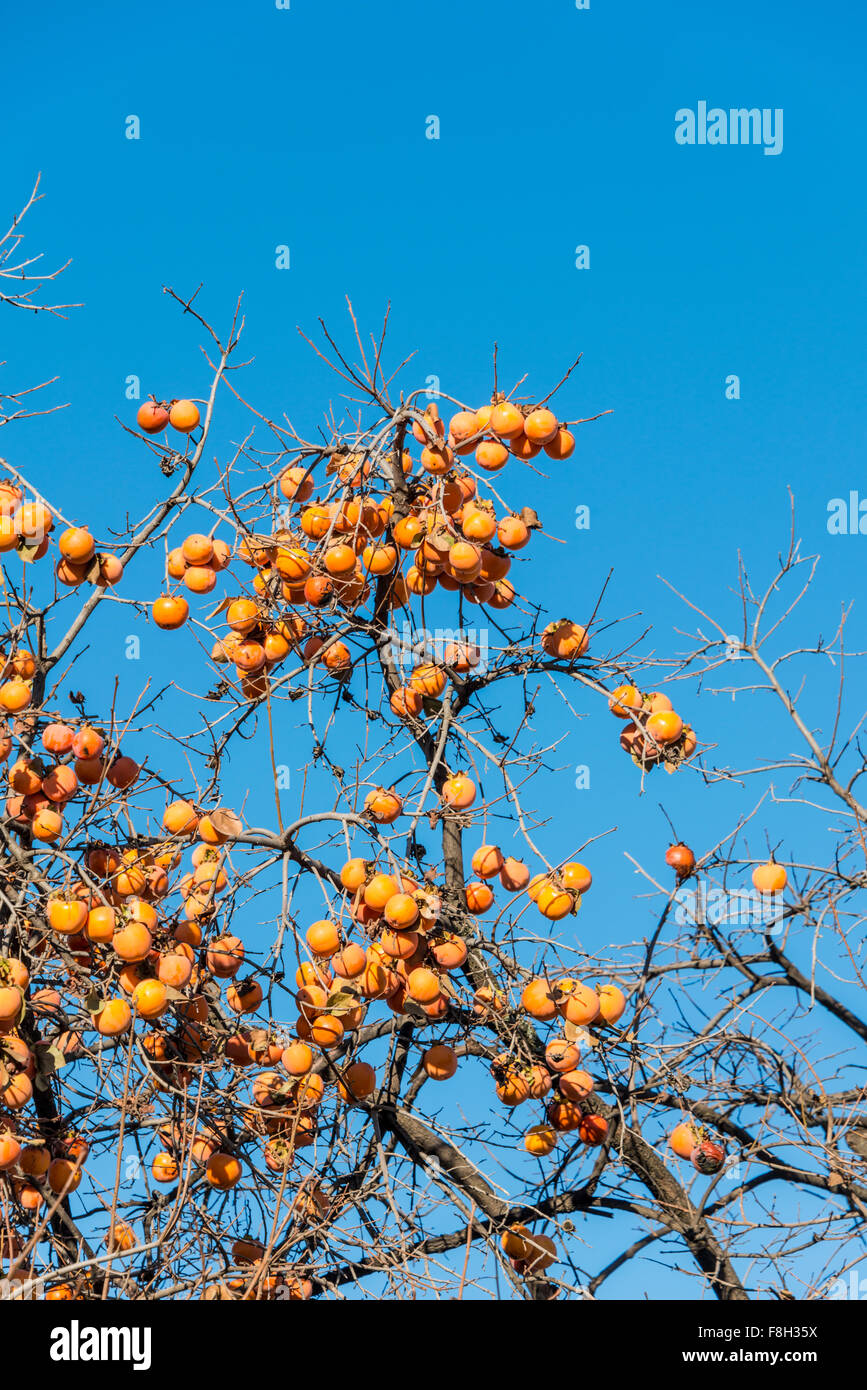 Persimmon fruits on the tree Stock Photo - Alamy
