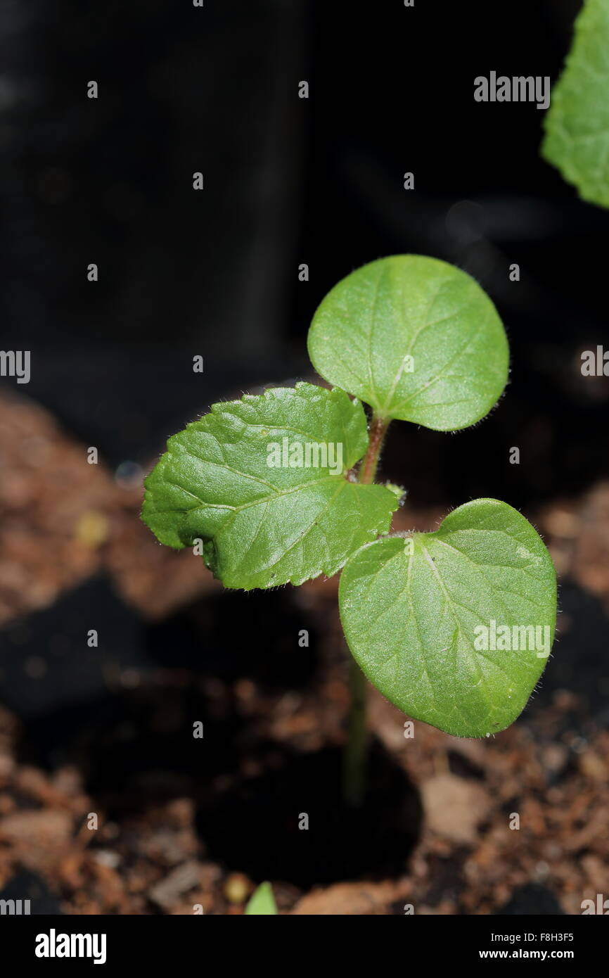 Young okra leaves hi-res stock photography and images - Alamy