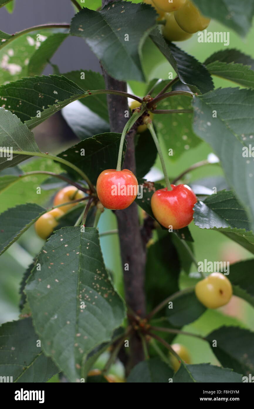 Lapins cherry with young fruits on a tree Stock Photo - Alamy